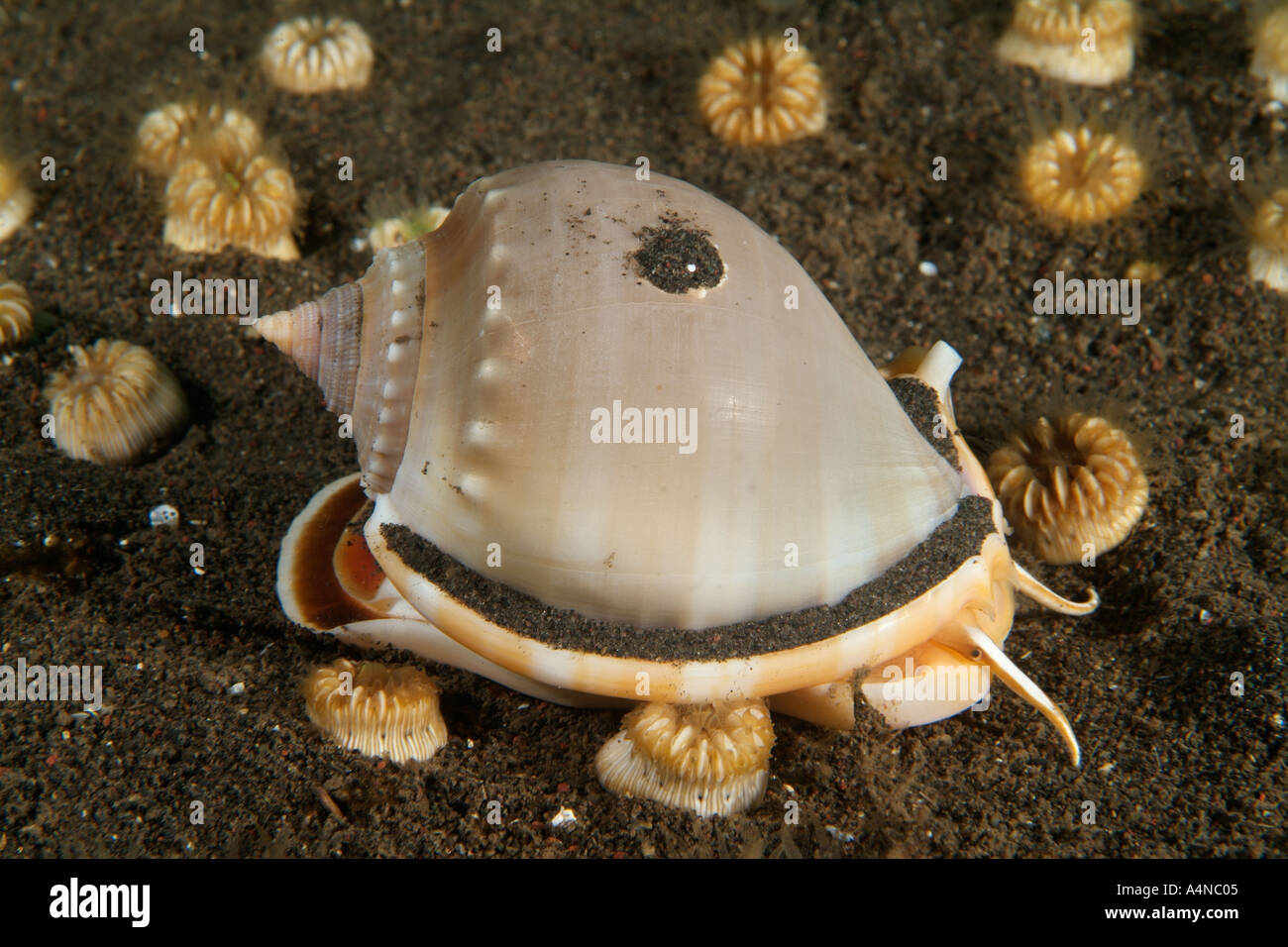 Helmet shell hi-res stock photography and images - Alamy