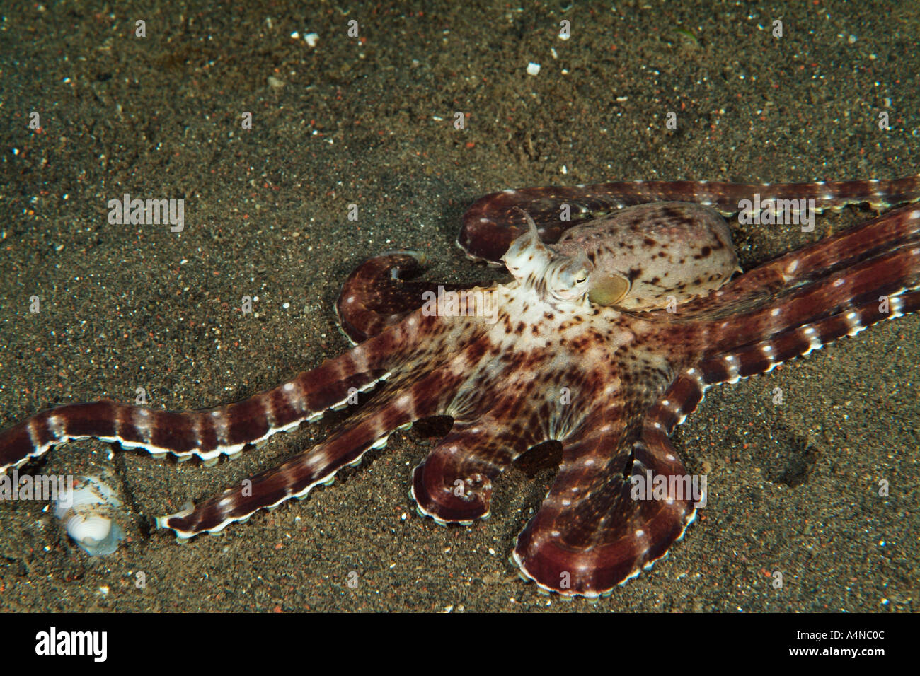 Mimic octopus hunting hi-res stock photography and images - Alamy