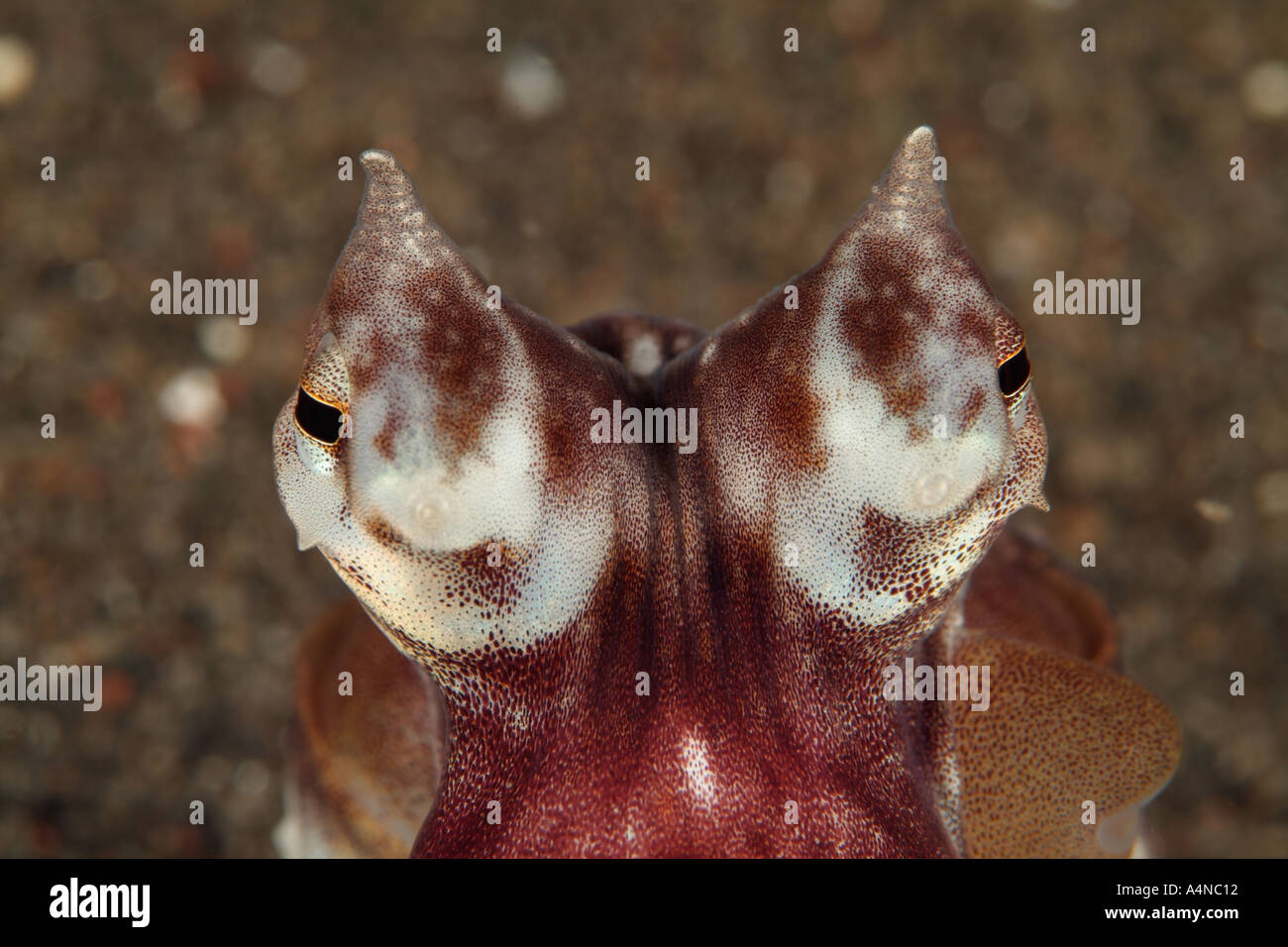 nm1001 D MIMIC OCTOPUS Octopus sp CLOSEUP OF EYES Indonesia Indo ...
