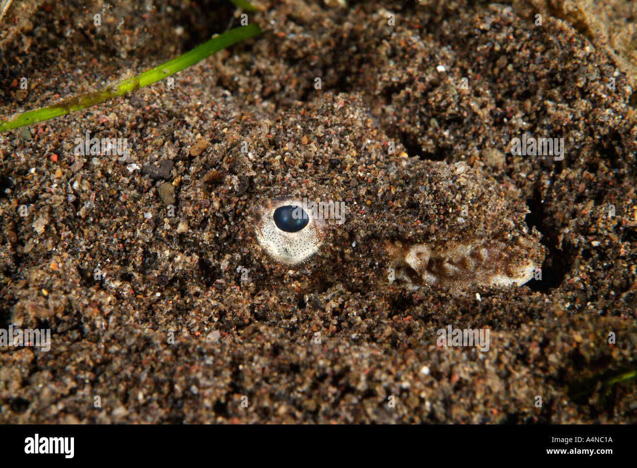 Snake eel eye hi-res stock photography and images - Alamy