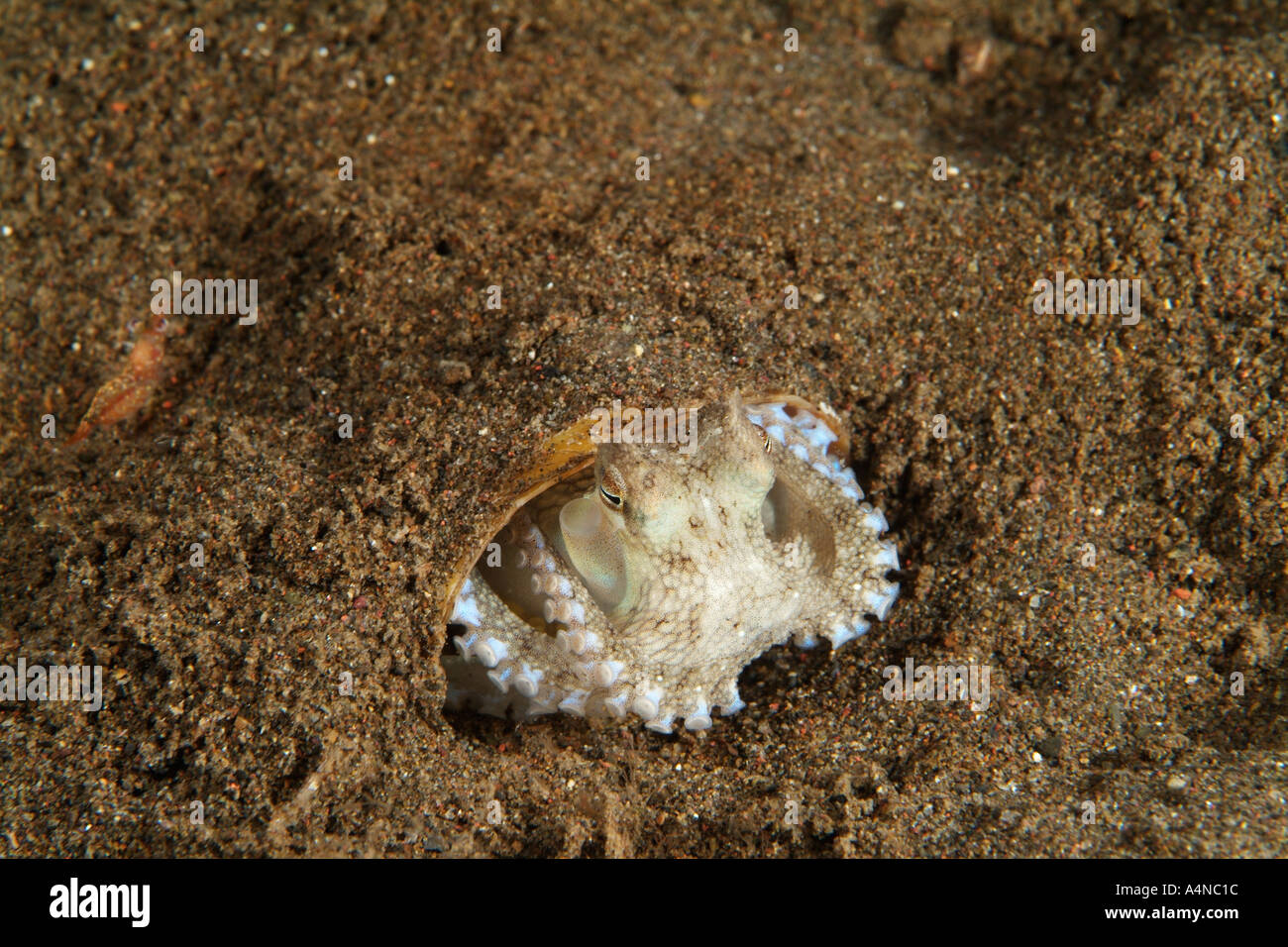 Veined octopus shell hi-res stock photography and images - Alamy