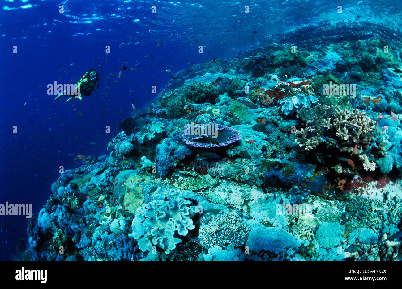 nm1101 SCUBA DIVER Model Released OVER CORAL REEF Indonesia Indo ...