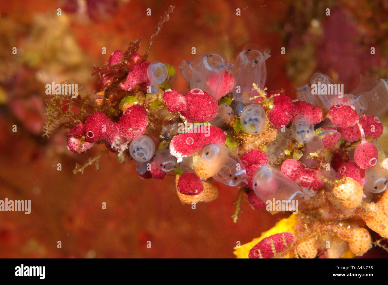 nm0008 D TUNICATES Indonesia Indo Pacific Ocean Copyright Brandon Cole ...