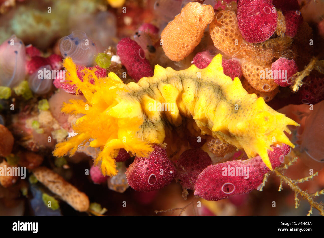 nm0009 D SEA CUCUMBER Colochirus robustus Indonesia Indo Pacific Ocean ...