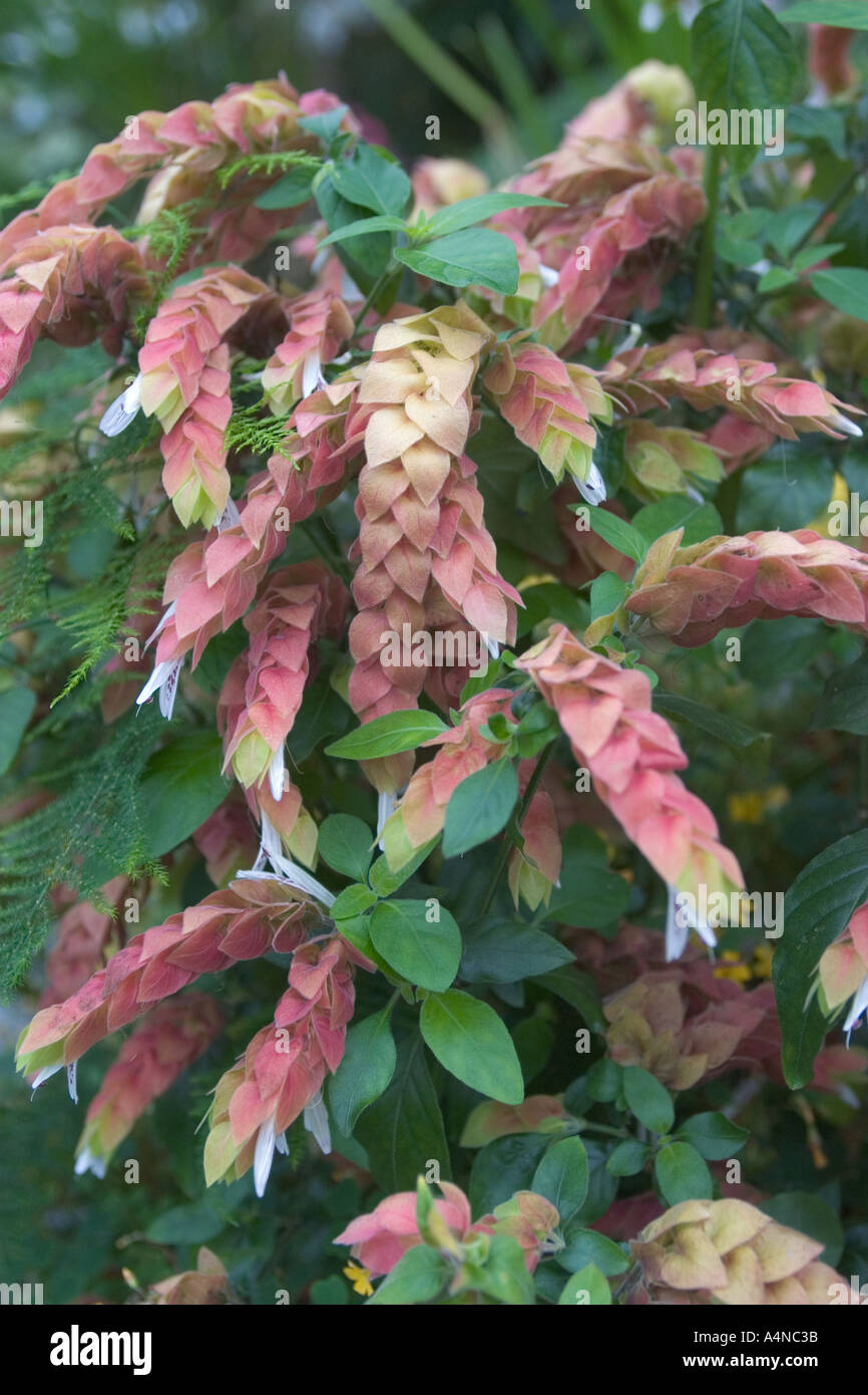 Shrimp plant Flowers Stock Photo - Alamy Shrimp plant Flowers Stock Photo - Alamy