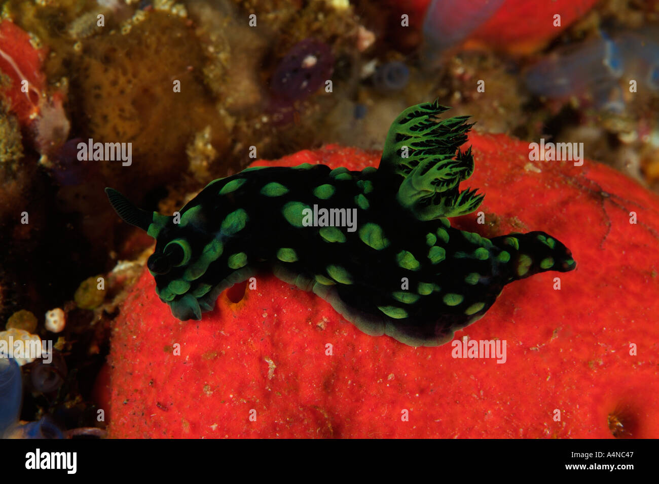 nm0039 D NUDIBRANCH Nembrotha cristata Indonesia Indo Pacific Ocean ...