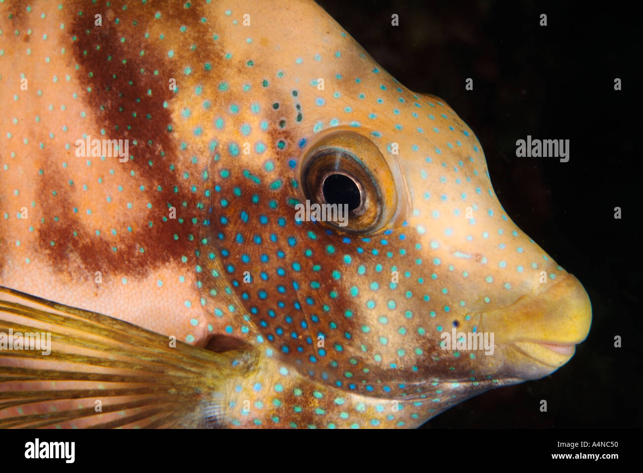 Siganus sp hi-res stock photography and images - Alamy