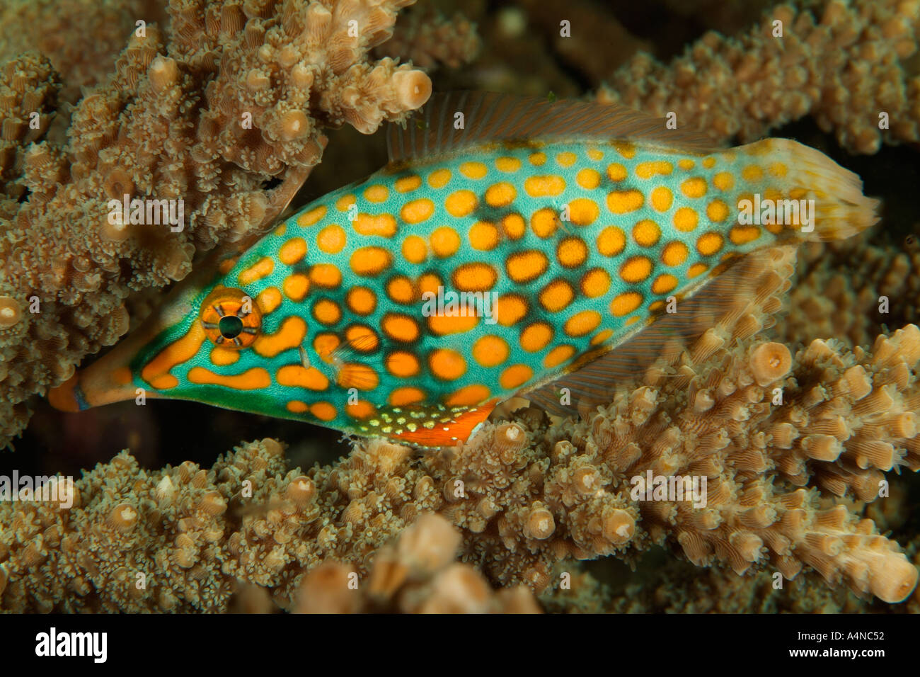 Longnose Filefish High Resolution Stock Photography and Images - Alamy