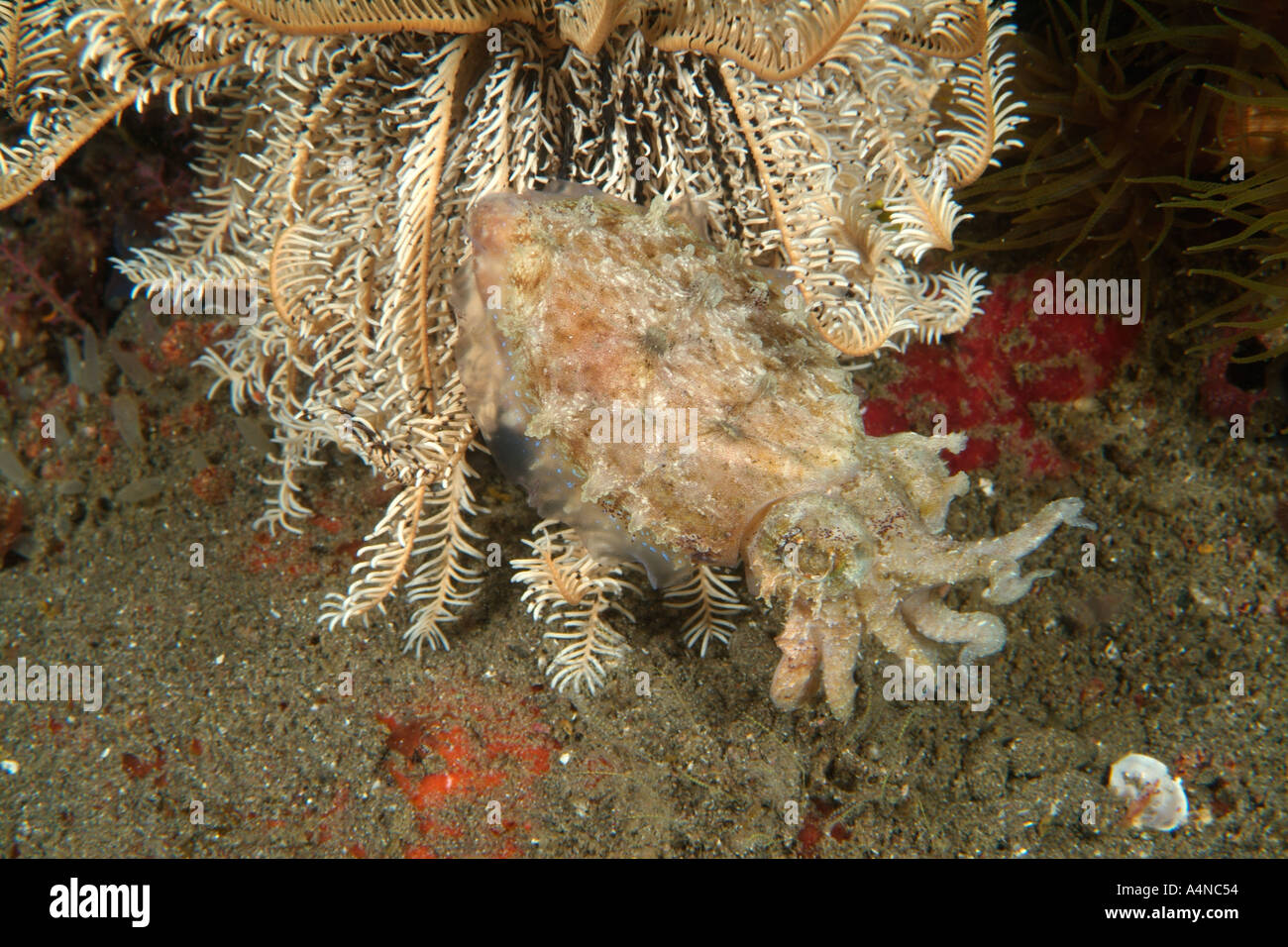 nm0091 D CUTTLEFISH Sepia sp HIDING BY MIMICKING CRINOID Indonesia Indo ...