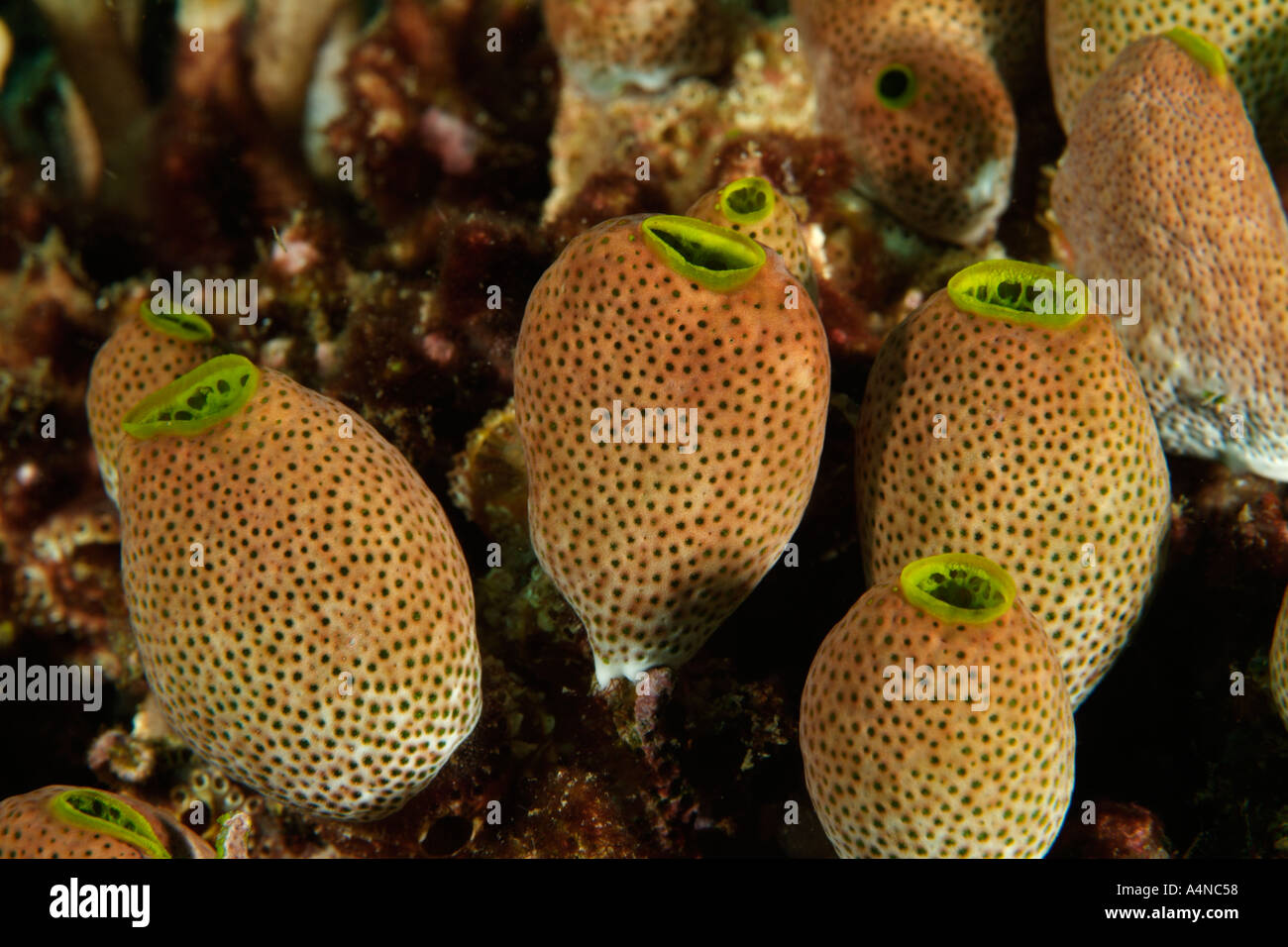 nm0123 D TUNICATES Atriolum robustum Indonesia Indo Pacific Ocean ...