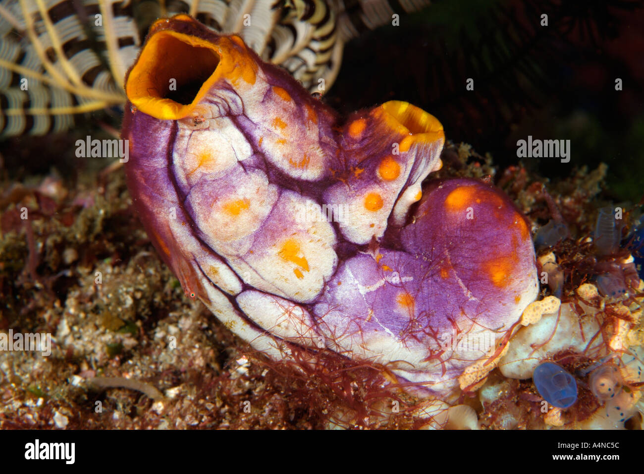 nm0152 D TUNICATE Polycarpa aurata Indonesia Indo Pacific Ocean ...