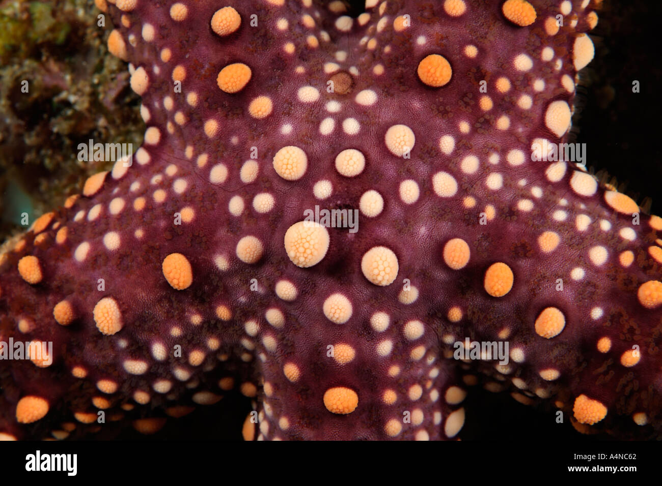 Star fish komodo indonesia asia hi-res stock photography and images - Alamy