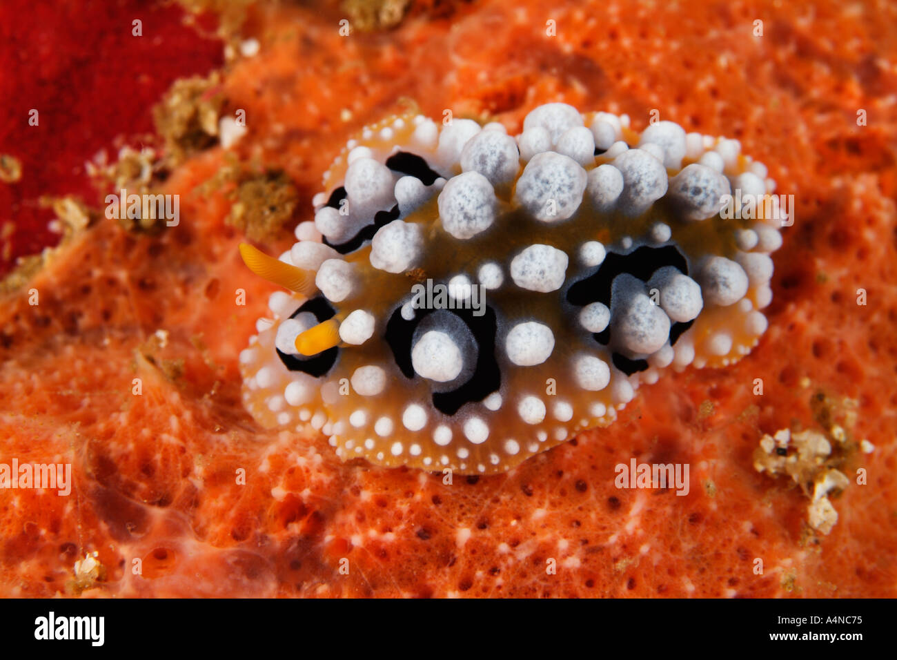 nm0233 D NUDIBRANCH Phyllidia ocellata Indonesia Indo Pacific Ocean ...
