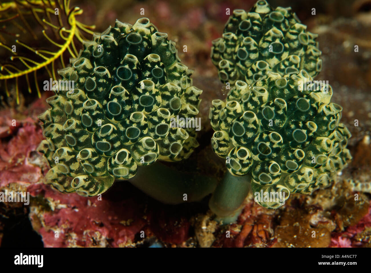 Oxycorynia fascicularis hi-res stock photography and images - Alamy