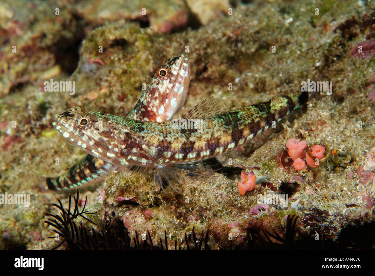 Lizard fish hi-res stock photography and images - Alamy