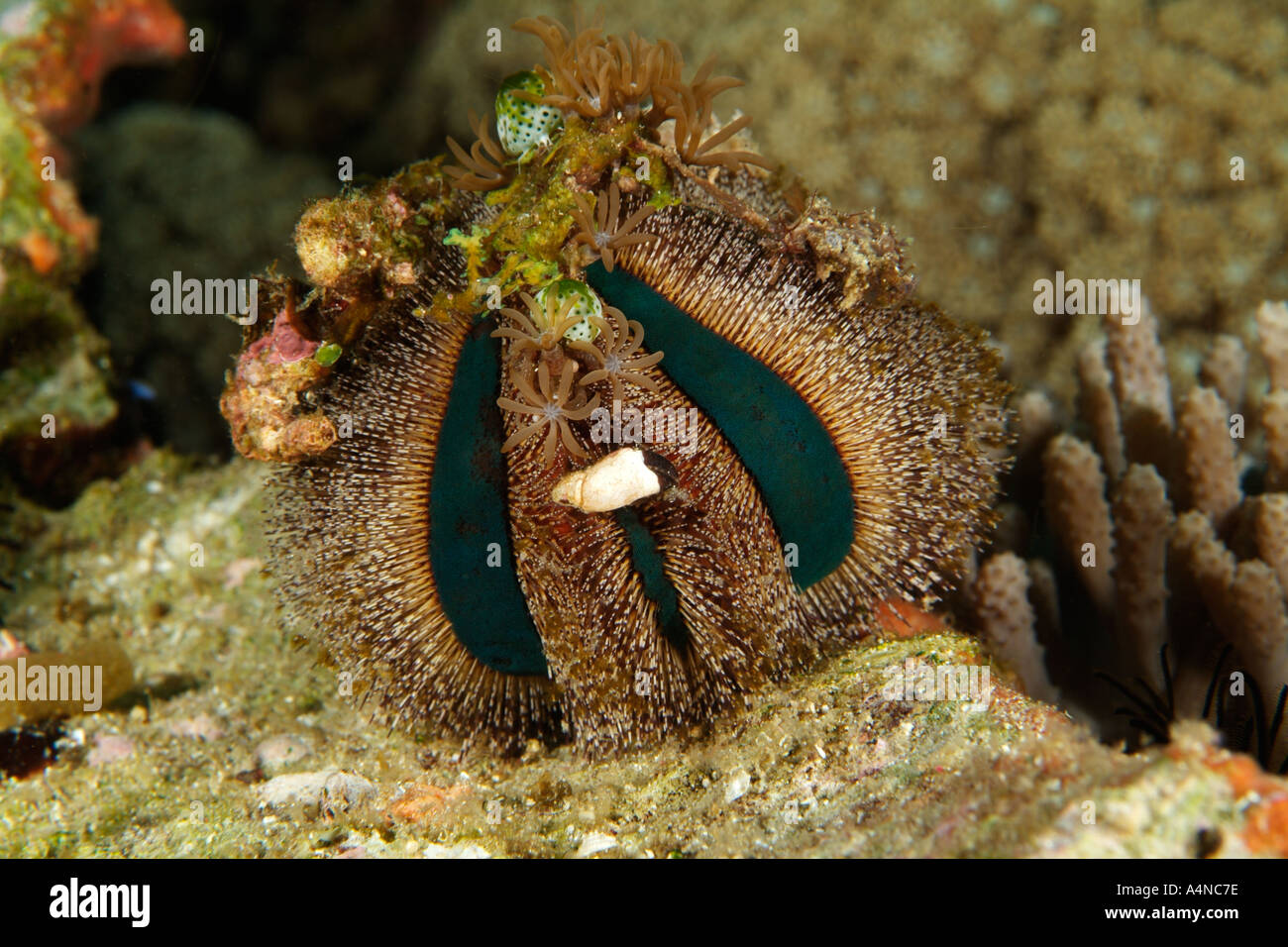 Jewel box shell hi-res stock photography and images - Alamy