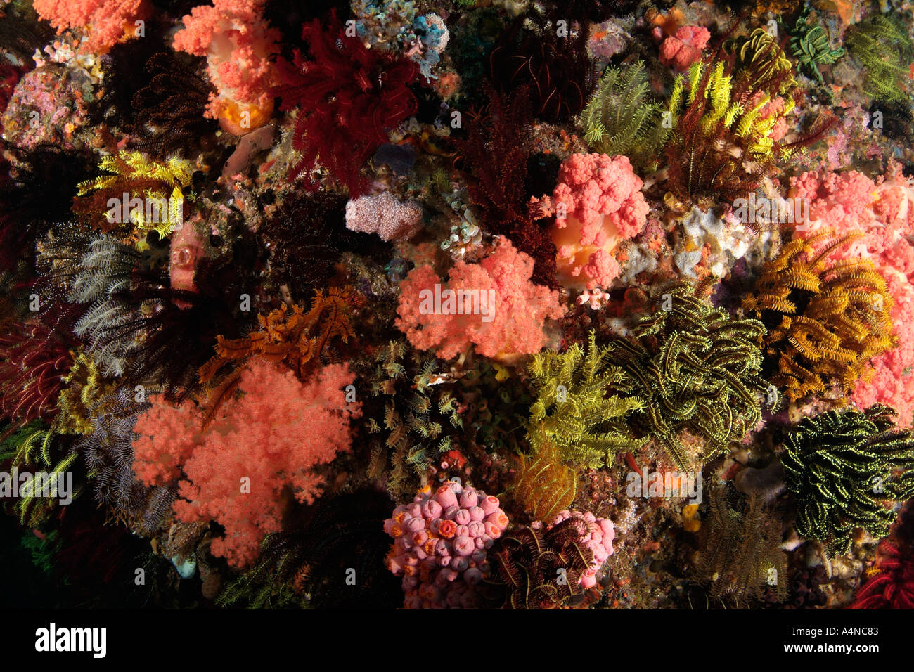 Corals of indonesia hi-res stock photography and images - Alamy