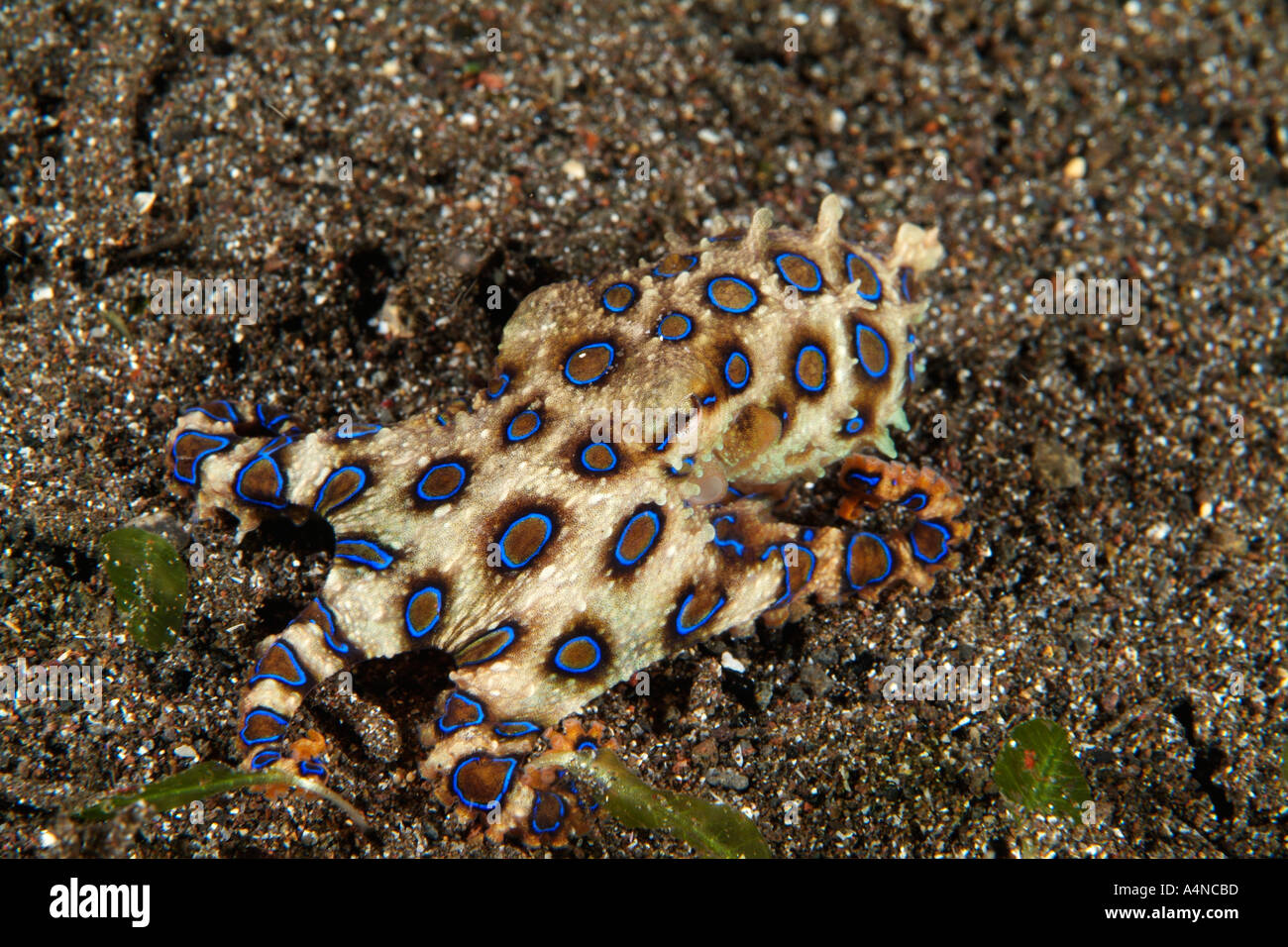 nm0633 D GREATER BLUE RINGED OCTOPUS Hapalochlaena lunulata VENOMOUS ...
