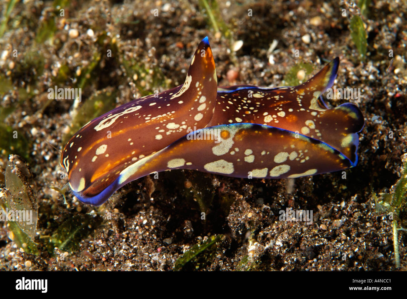 Opisthobranchs hi-res stock photography and images - Alamy
