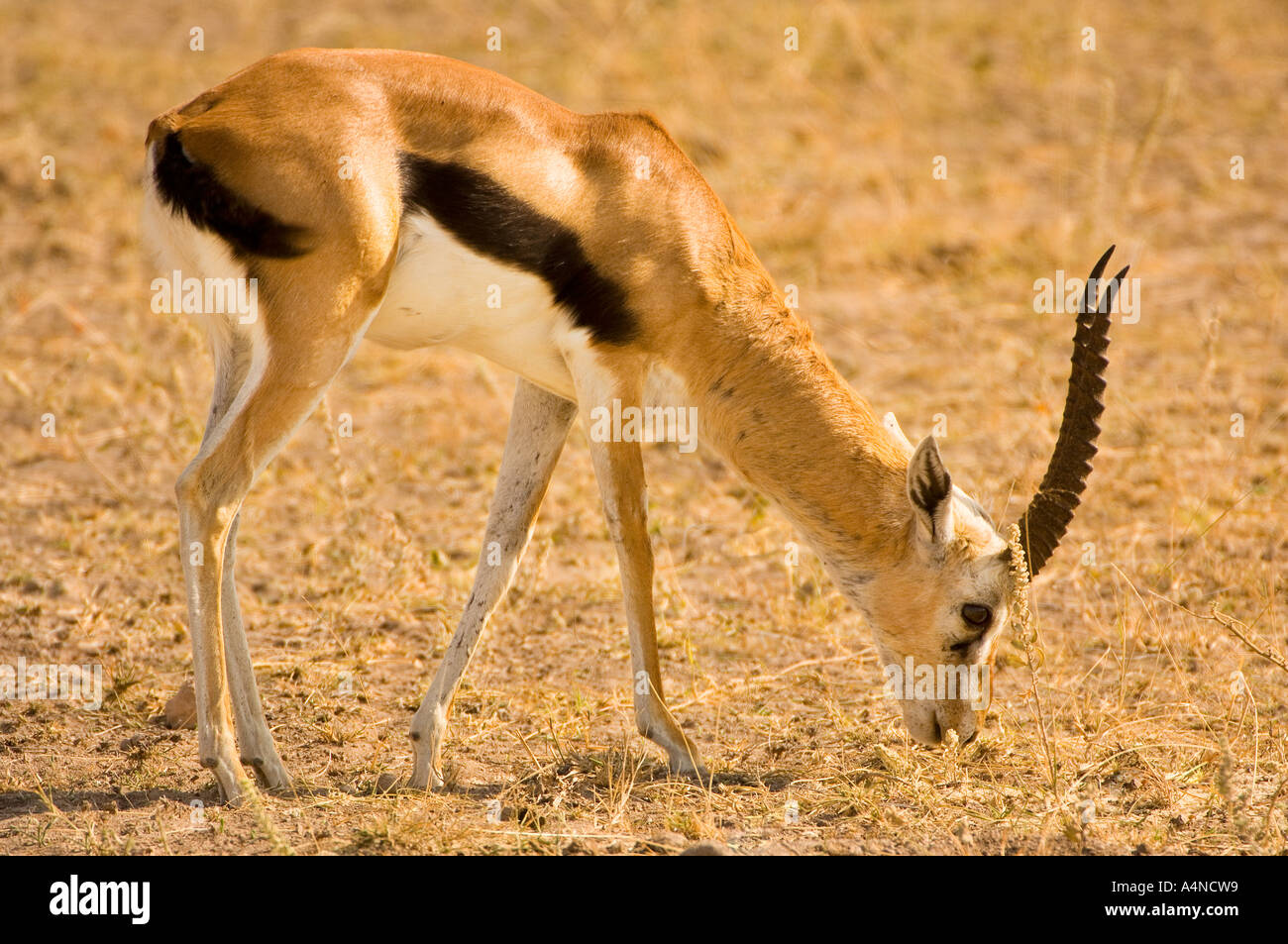 wild Thomson's Gazelle Gazella thomsoni SPRINGBOK AMBOSELI NATIONAL ...