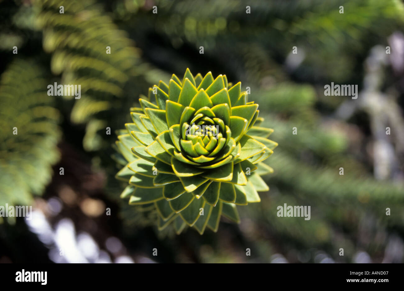 Araucaria / Pehuen trees (Monkey Puzzle), Cani Nature Reserve, near ...