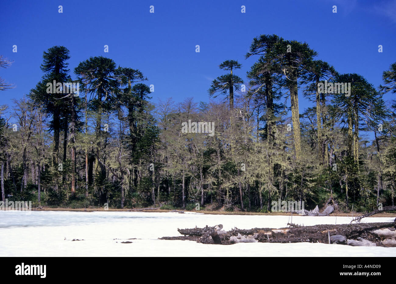 Araucaria / Pehuen trees (Monkey Puzzle), Cani Nature Reserve, near ...