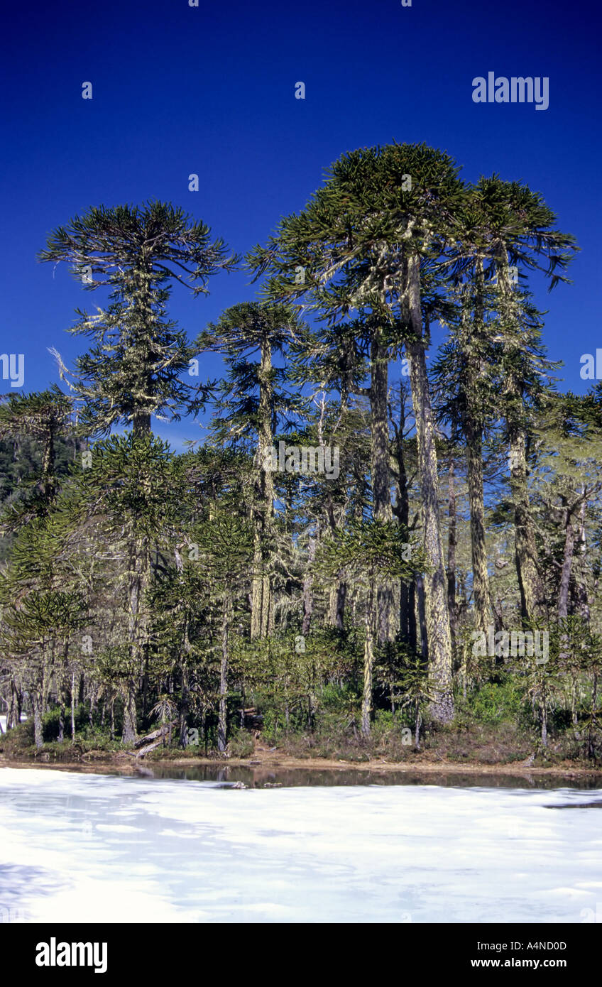 Pehuen trees water hi-res stock photography and images - Alamy
