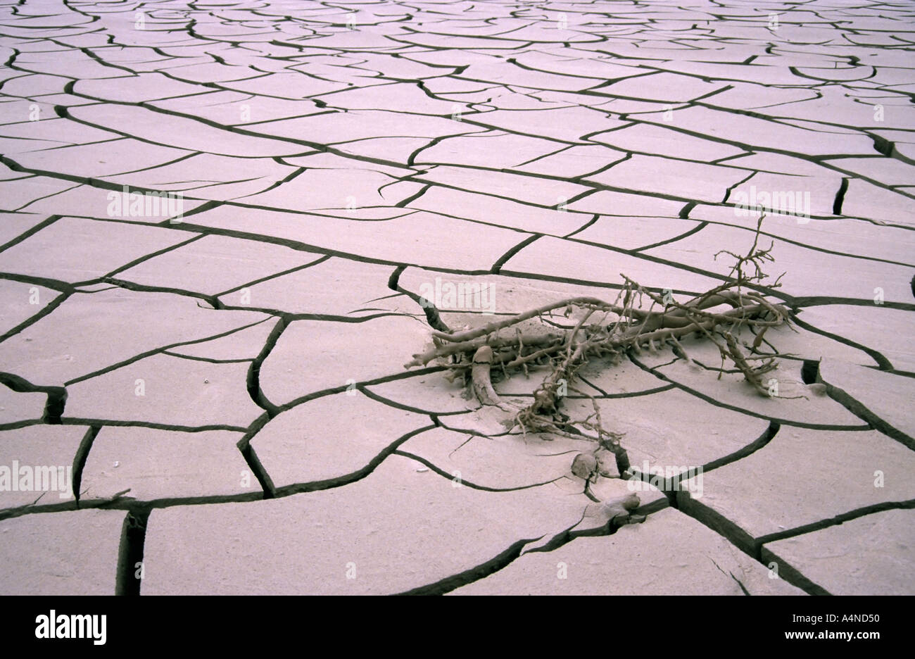 Dry mudflats, Pan de Azucar National Park, Chile Stock Photo - Alamy