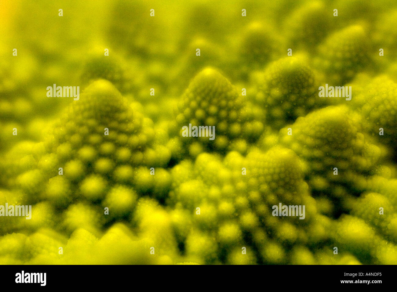 Romanesco broccoli, also known as Roman cauliflower, Broccolo Romanesco ...