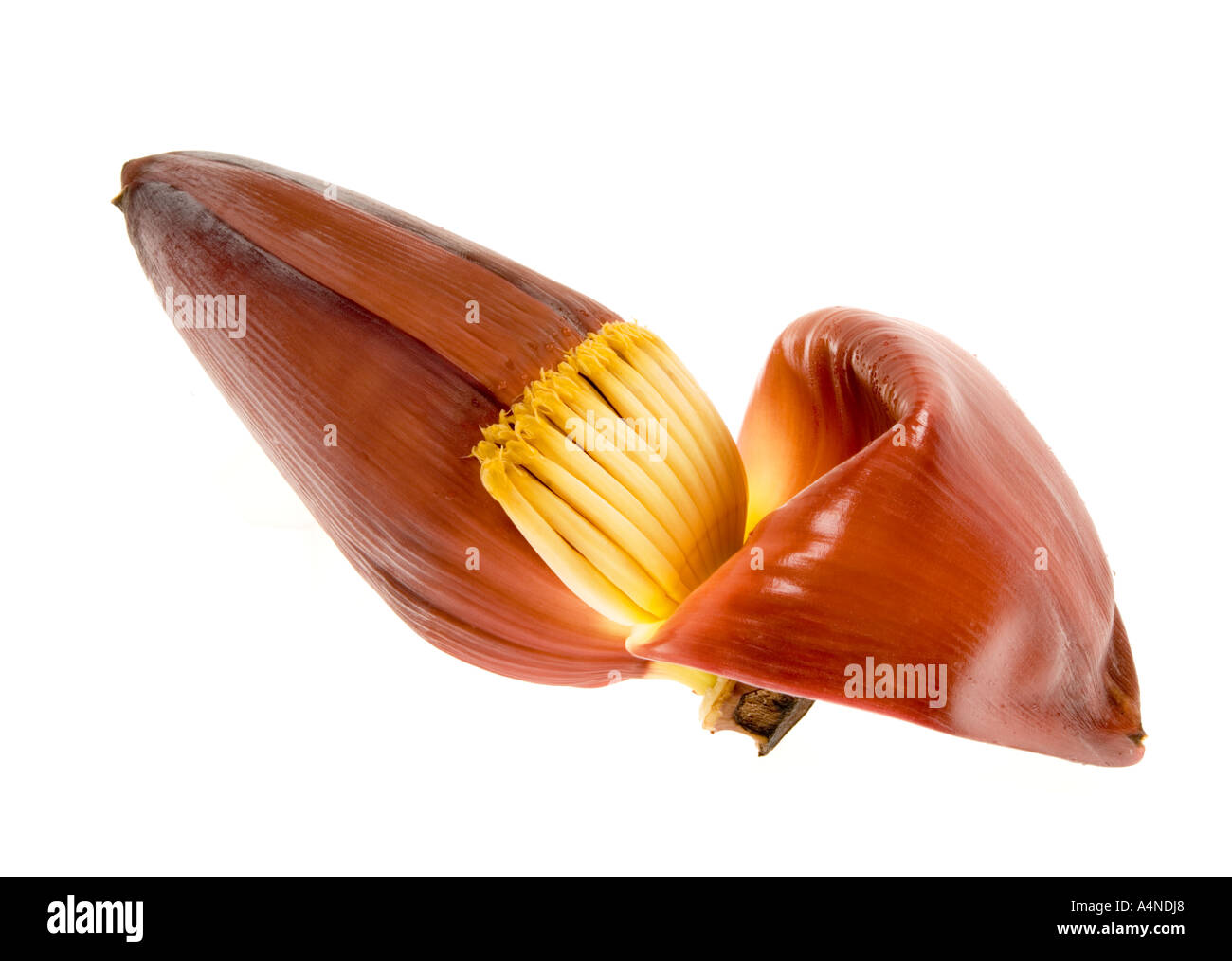 Gomba hi-res stock photography and images - Alamy