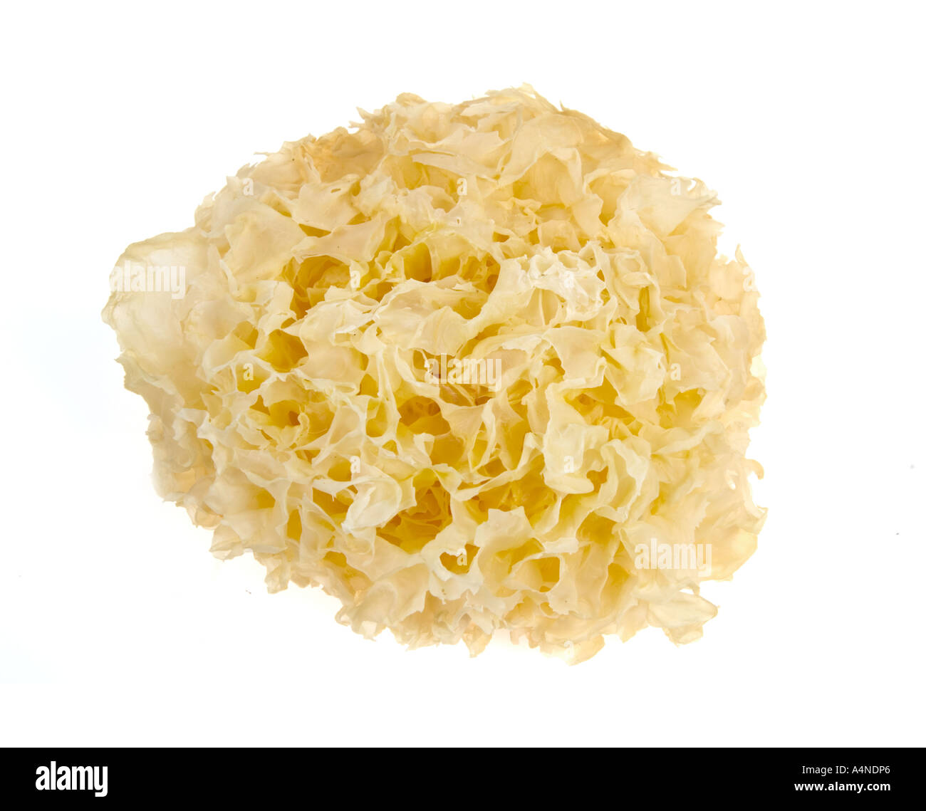 Baked chinese mushroom Cut Out Stock Images & Pictures - Alamy