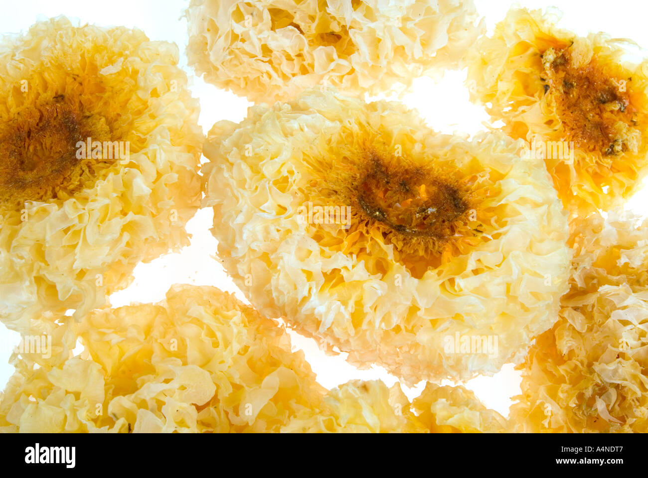 Chinese WHITE FUNGUS mushroom ASIAN COOKING Stock Photo - Alamy