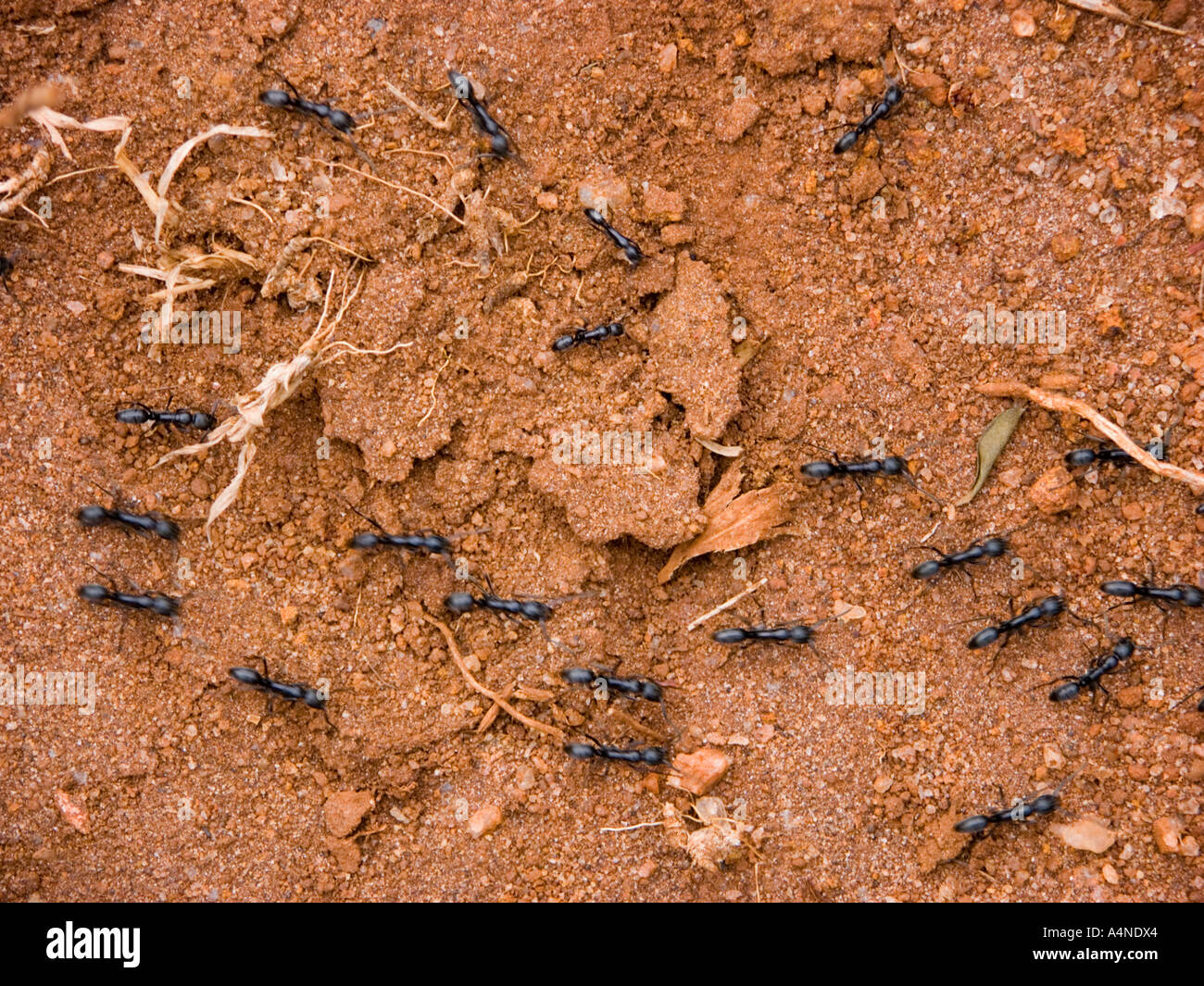 large big great gigantic Safari Ants Dorylus MATABELE moving KENYA ...