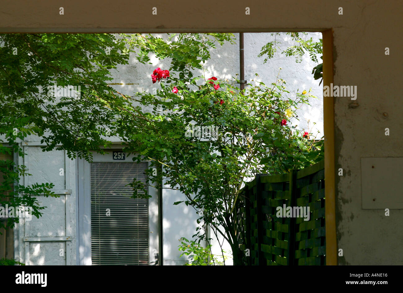 Rose bushes in a back yard Stock Photo - Alamy