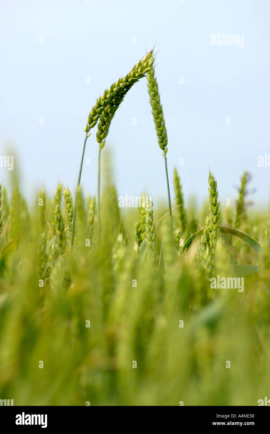 Three straws of wheat raising above the rest Stock Photo - Alamy