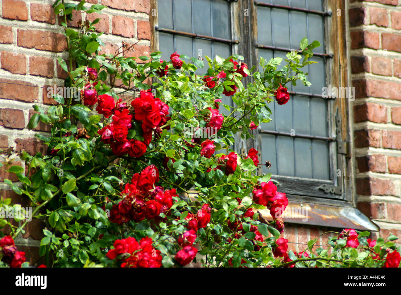 Red roses growing under an old window at Frederiksborg Castle. Denmark ...