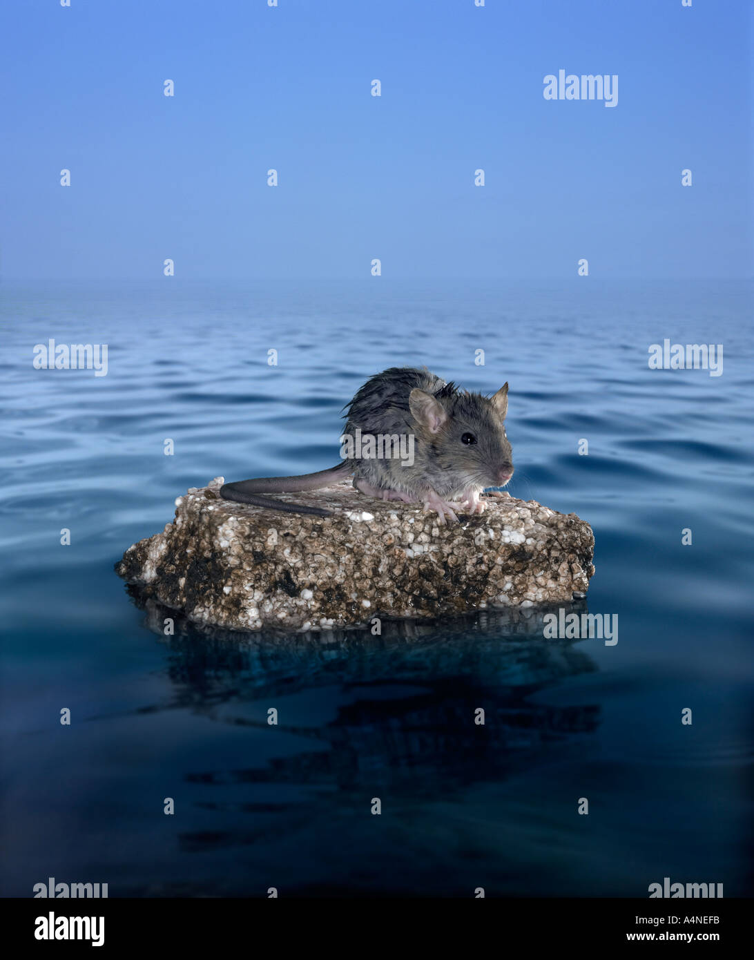 Rat floating on raft Stock Photo - Alamy