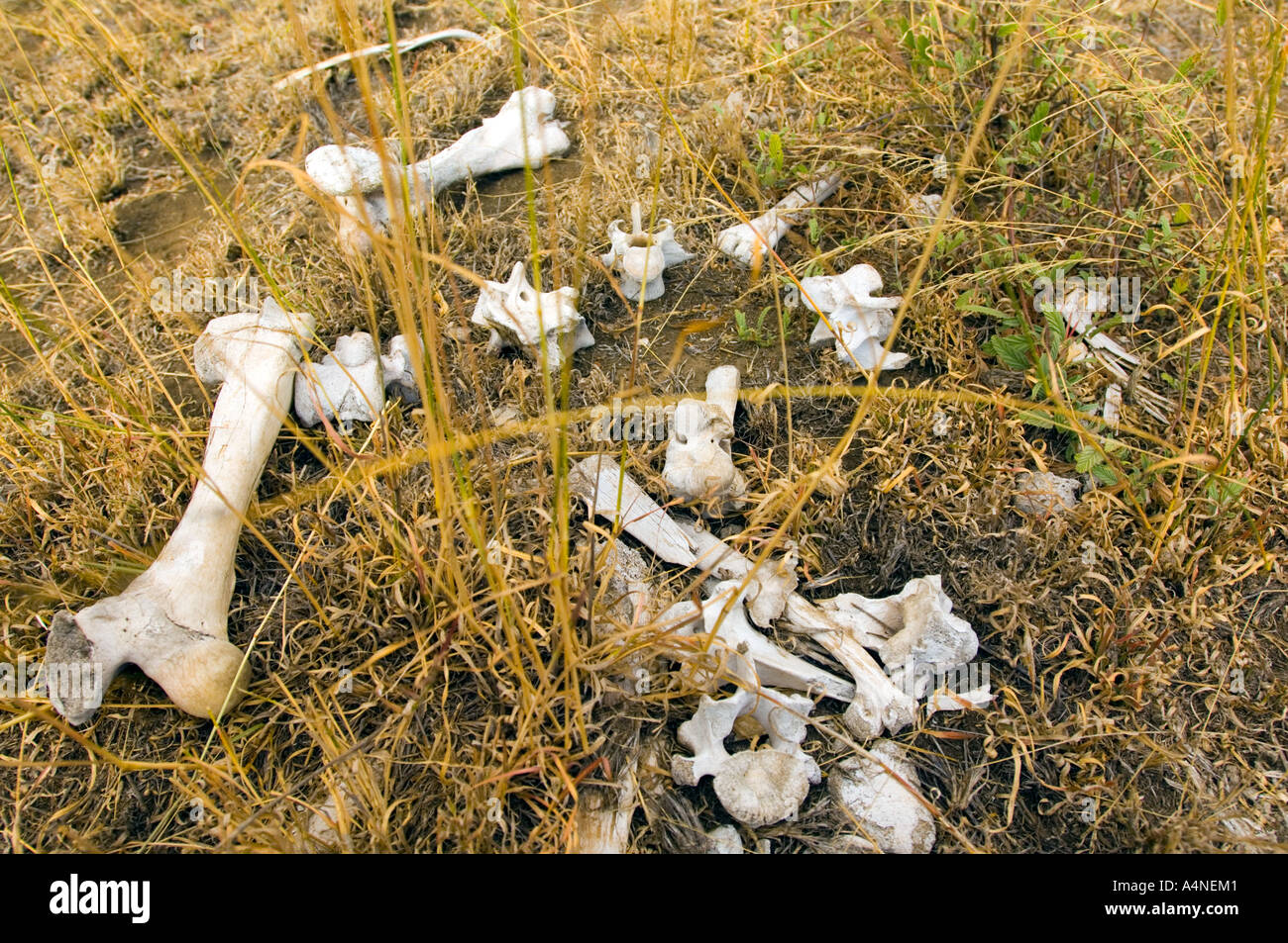 Wildebeest skeleton hi-res stock photography and images - Alamy