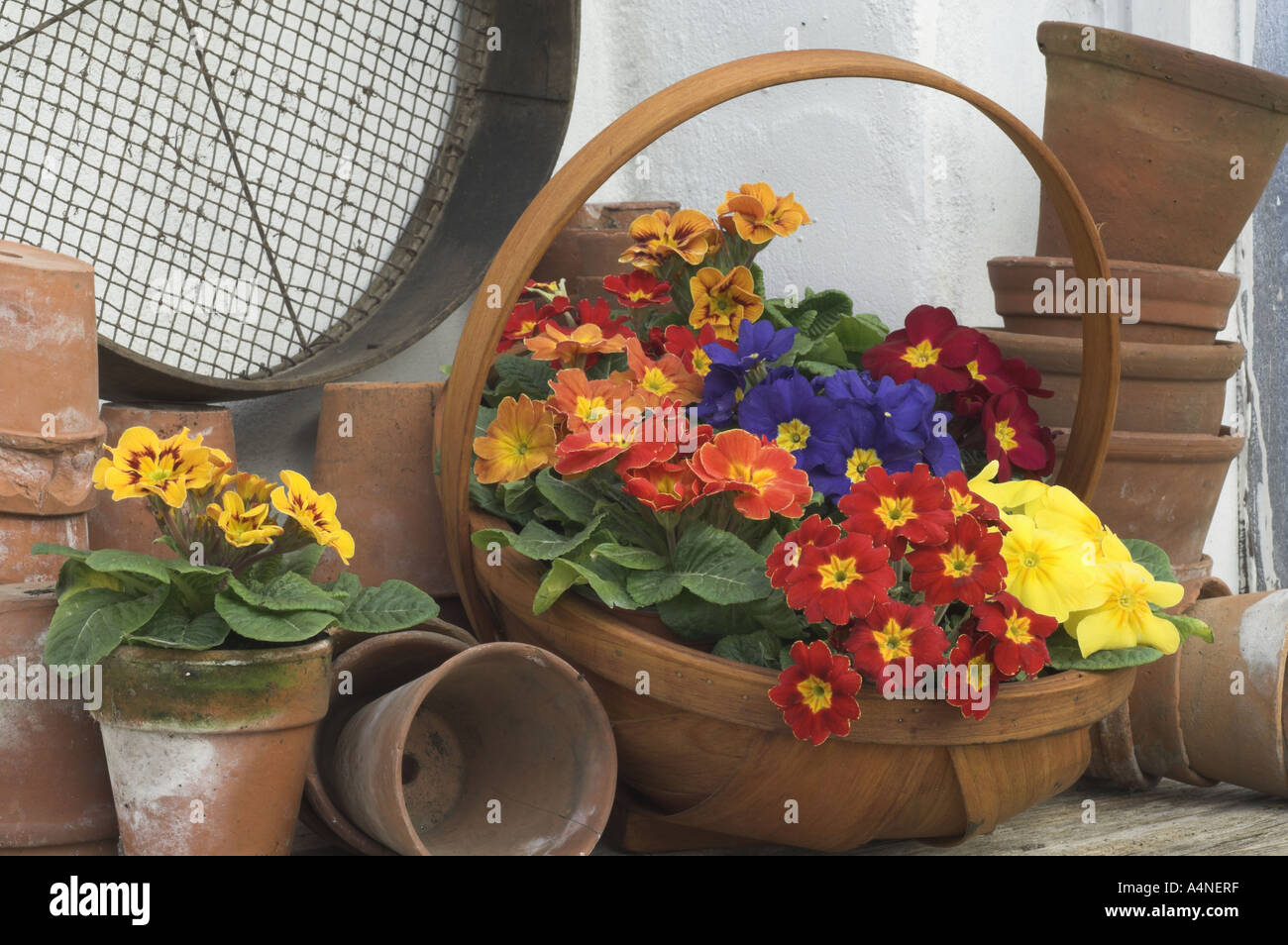 rustic potting shed greenhouse still life with primroses and polyanthus ...