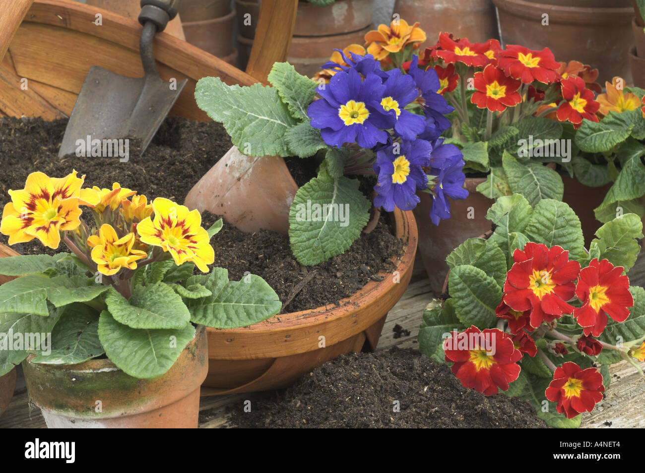 rustic potting shed greenhouse still life with primroses and polyanthus ...