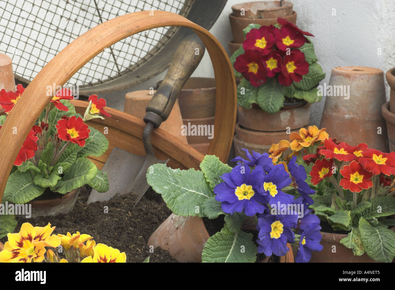 rustic potting shed greenhouse still life with primroses and polyanthus ...