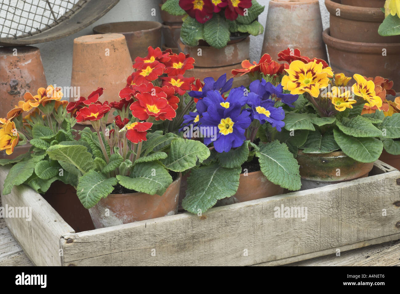 rustic potting shed greenhouse still life with primroses and polyanthus ...