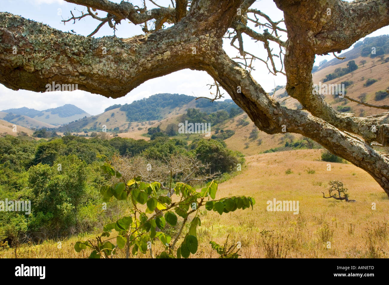 Chyulu hills tree hi-res stock photography and images - Alamy