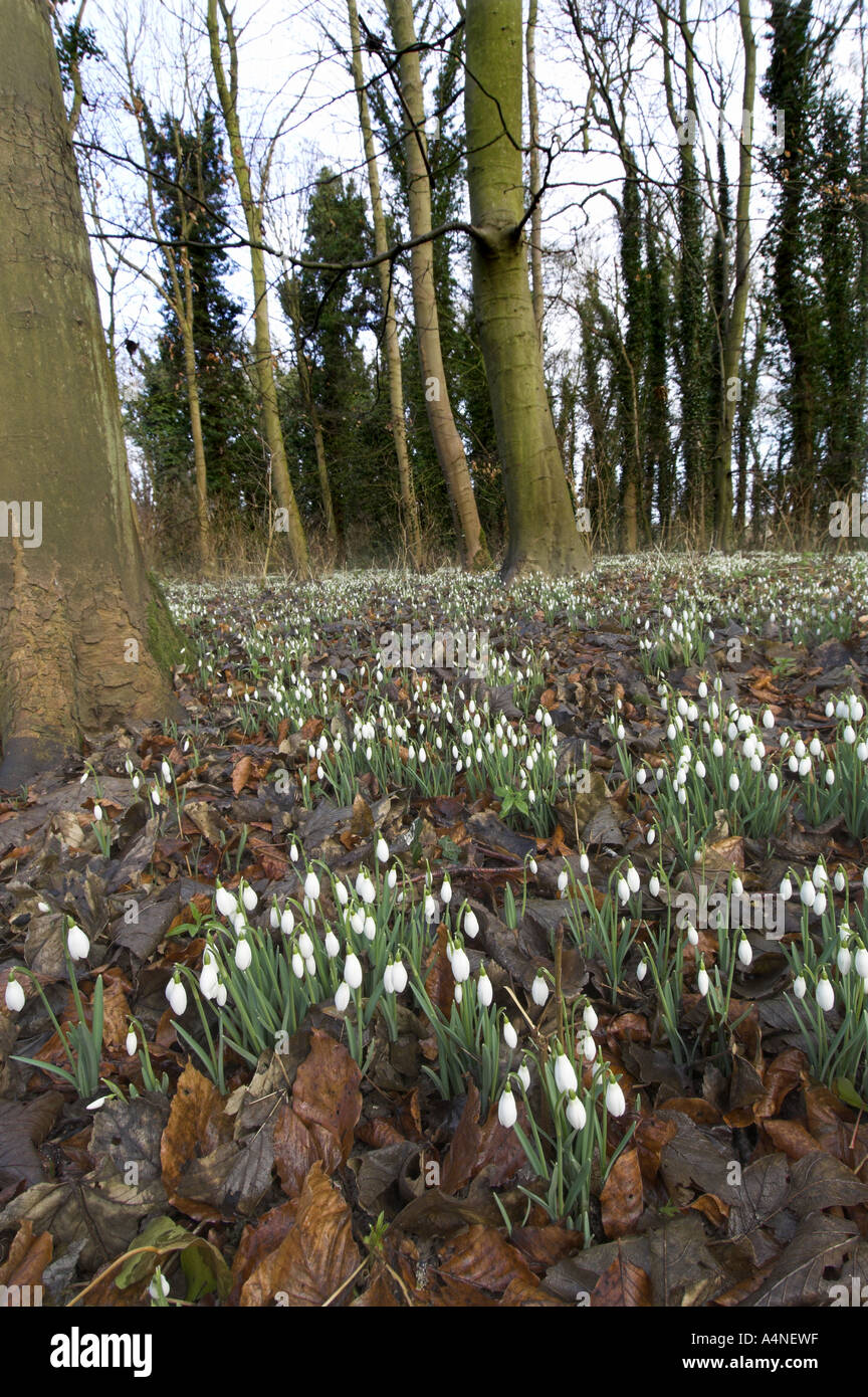 Snowdrops galanthus nivalis in woodland understorey Norfolk February ...