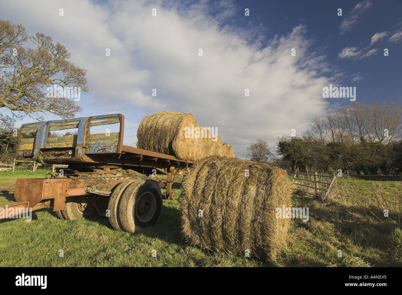 Old straw trailer with round bales Norfolk February Stock Photo - Alamy