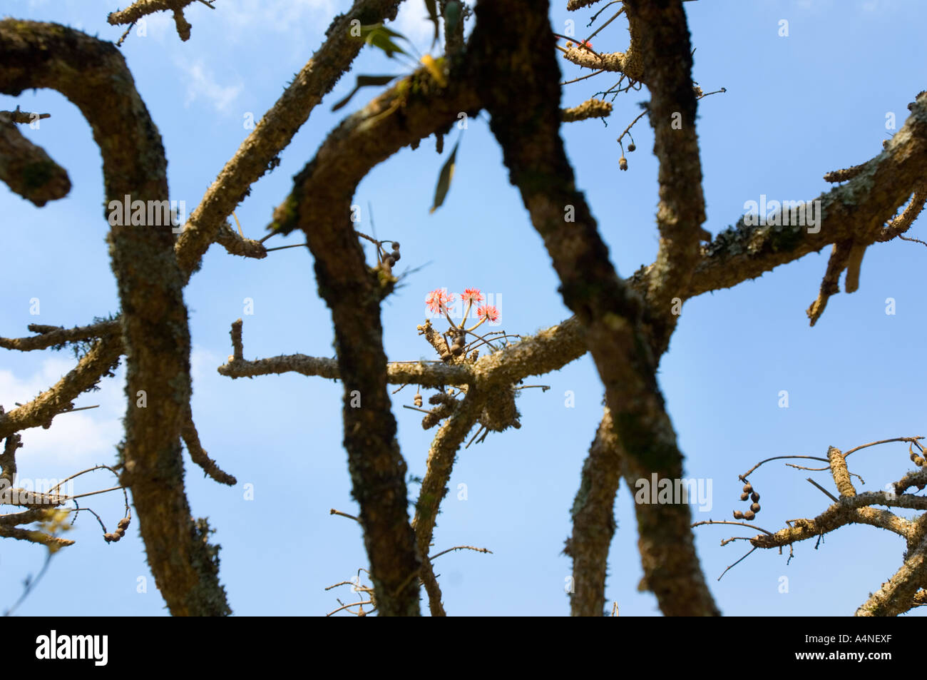 Chyulu hills tree hi-res stock photography and images - Alamy