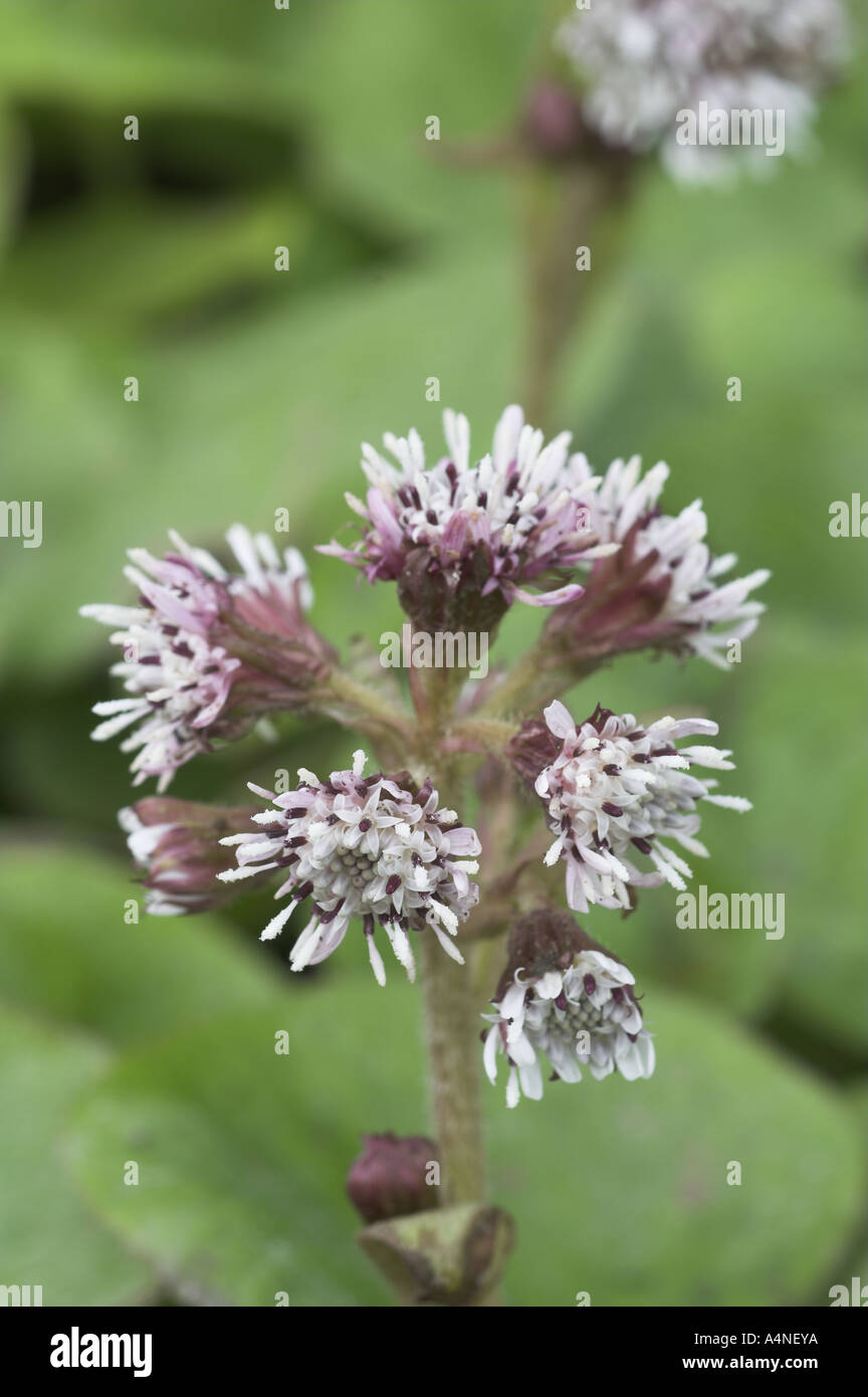 Winter heliotrope petasites fragrans hi-res stock photography and ...
