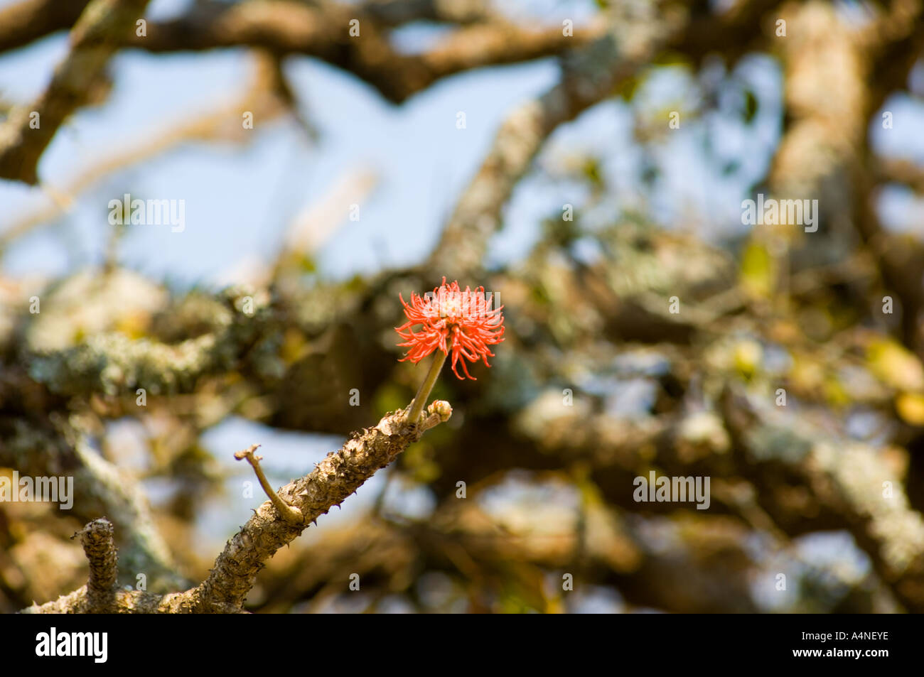 Chyulu hills tree hi-res stock photography and images - Alamy