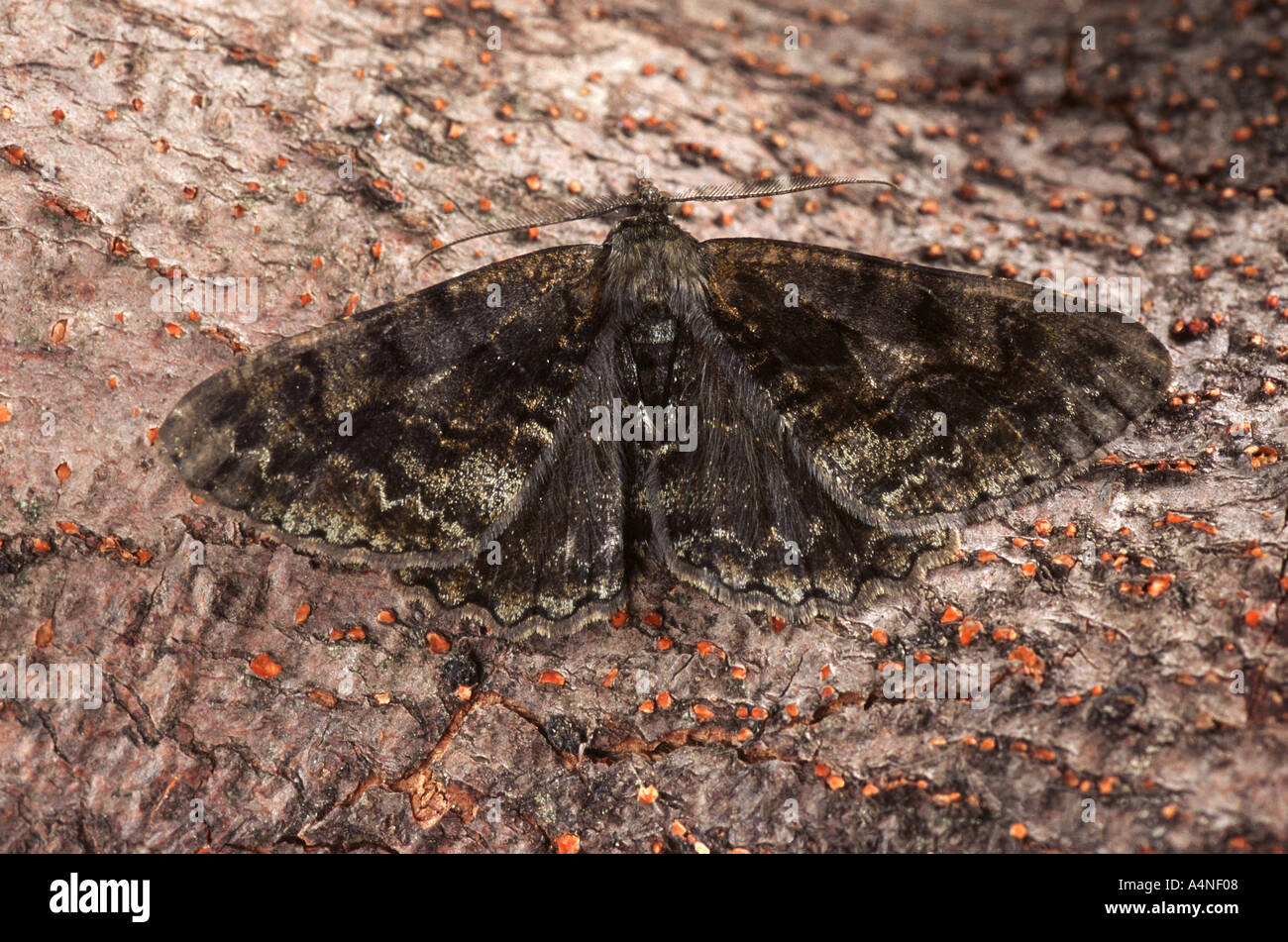 Mottled beauty alcis repandata hi-res stock photography and images - Alamy