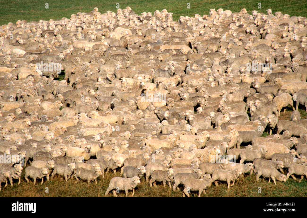 Joseph lamb hi-res stock photography and images - Alamy
